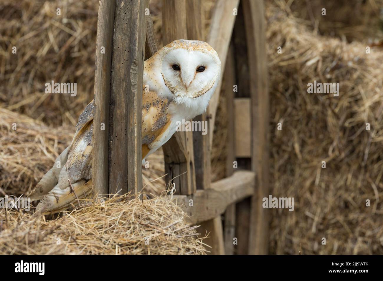 Barn owl Tyto alba (captive), adult perched on wooden wheel amongst hay ...