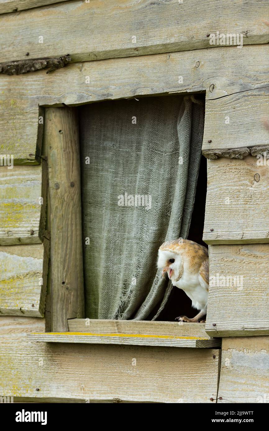 Barn owl Tyto alba (captive), adult perched in wooden building window ...