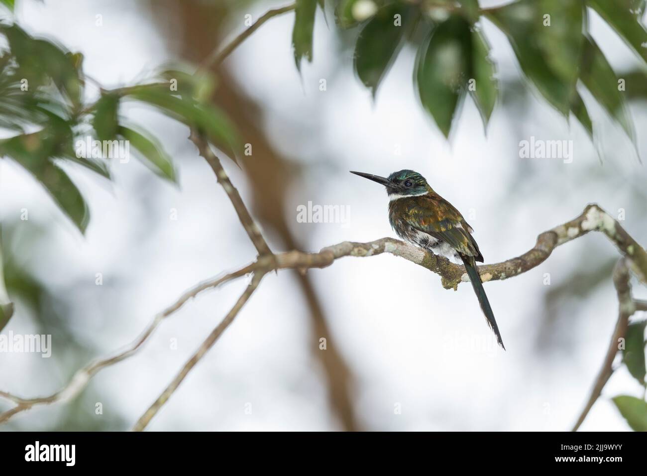 Bronzy jacamar Galbula leucogastra, adult male, perched in tree ...