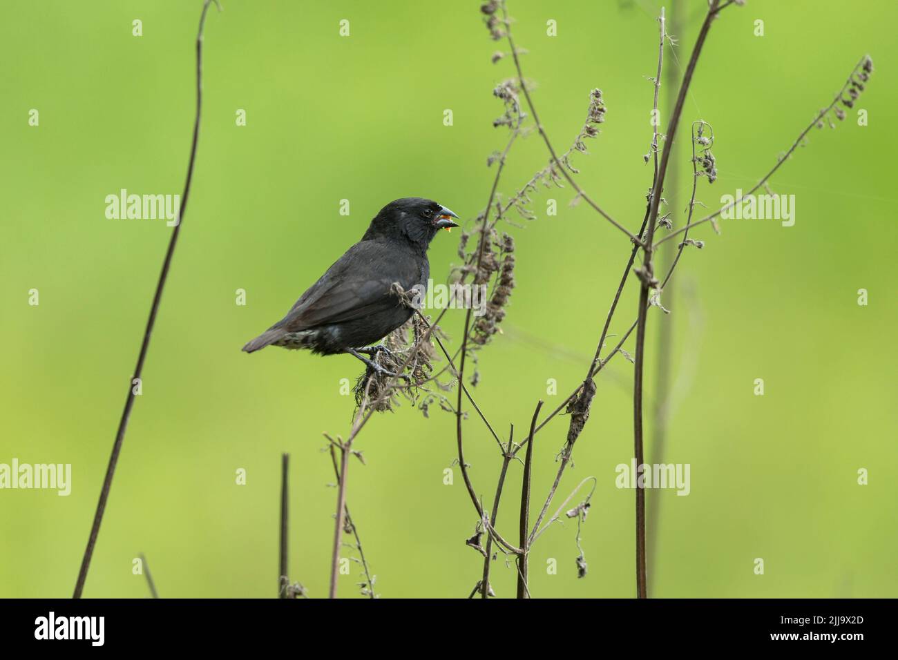 Cactus finch Geospiza scandens, adult male, foraging, Los Gemelos ...