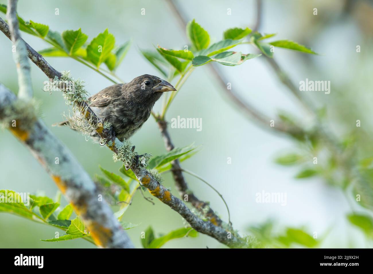 Cactus finch Geospiza scandens, adult female, perched in tree, Charles ...