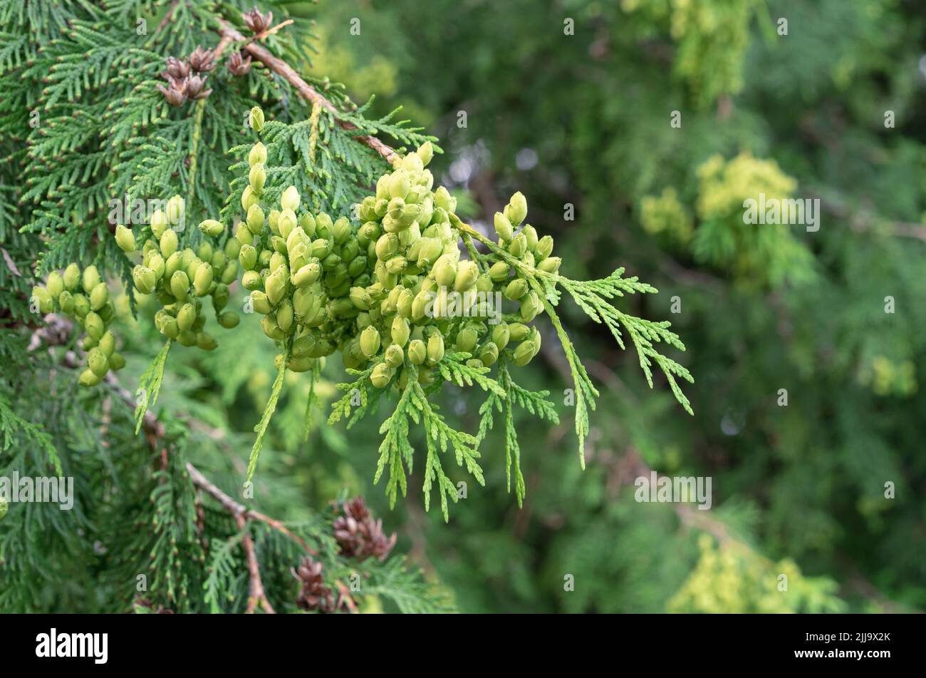 Fruits of Thuja Western or Northern White Cedar. Thuja evergreen tree ...