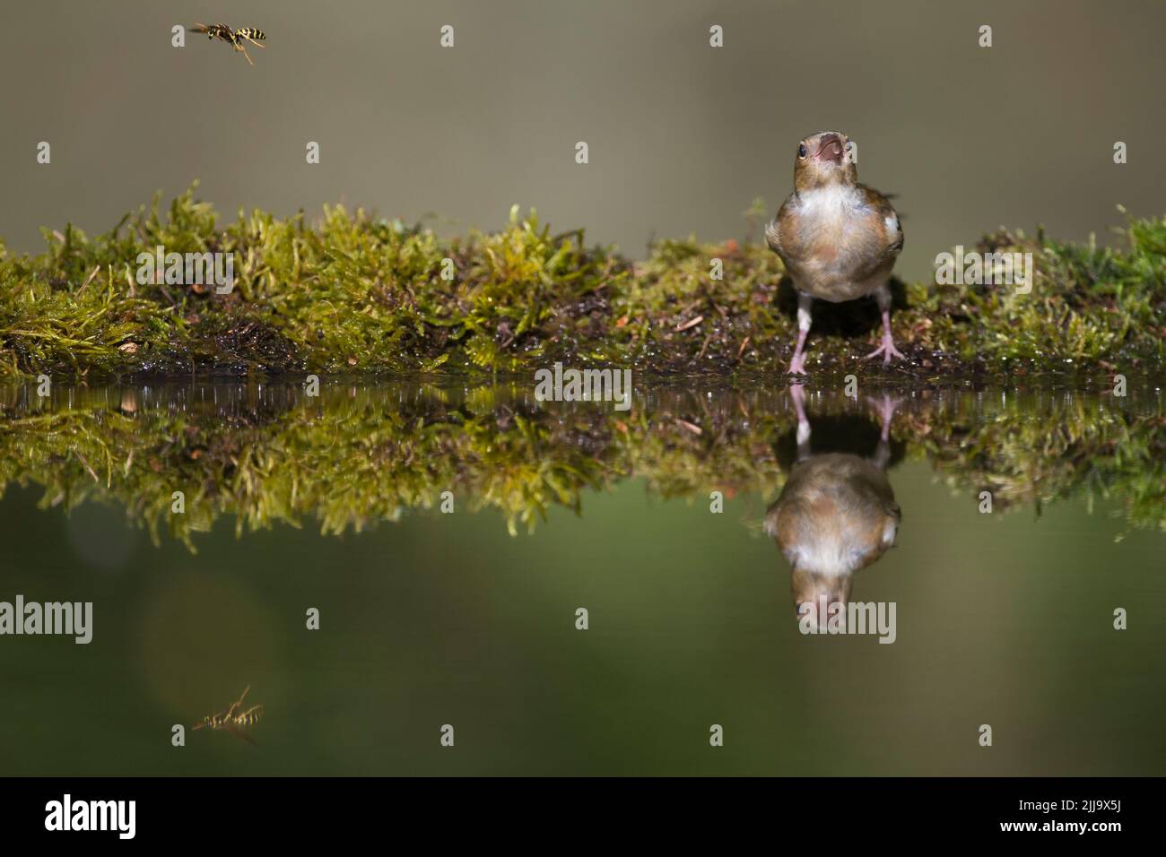 Common chaffinch Fringilla coelebs, adult female drinking from woodland ...