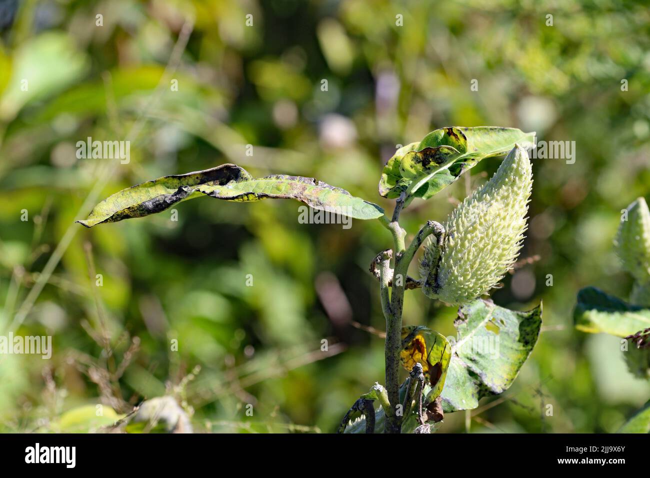 Milkweed pod hi-res stock photography and images - Alamy