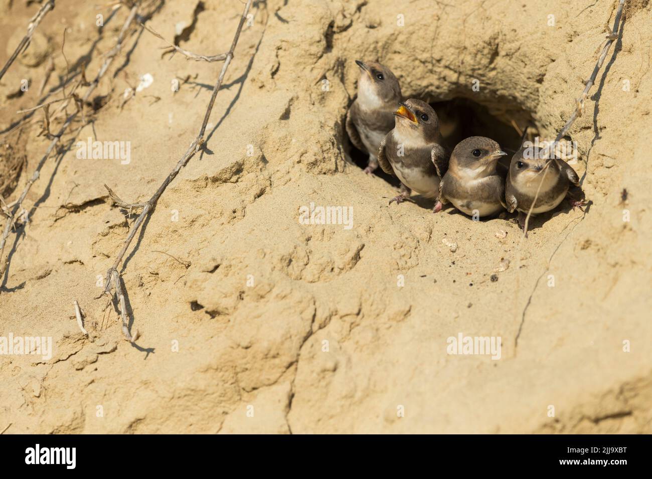 Common sand martin Riparia riparia, chicks, poking heads out of nesting ...