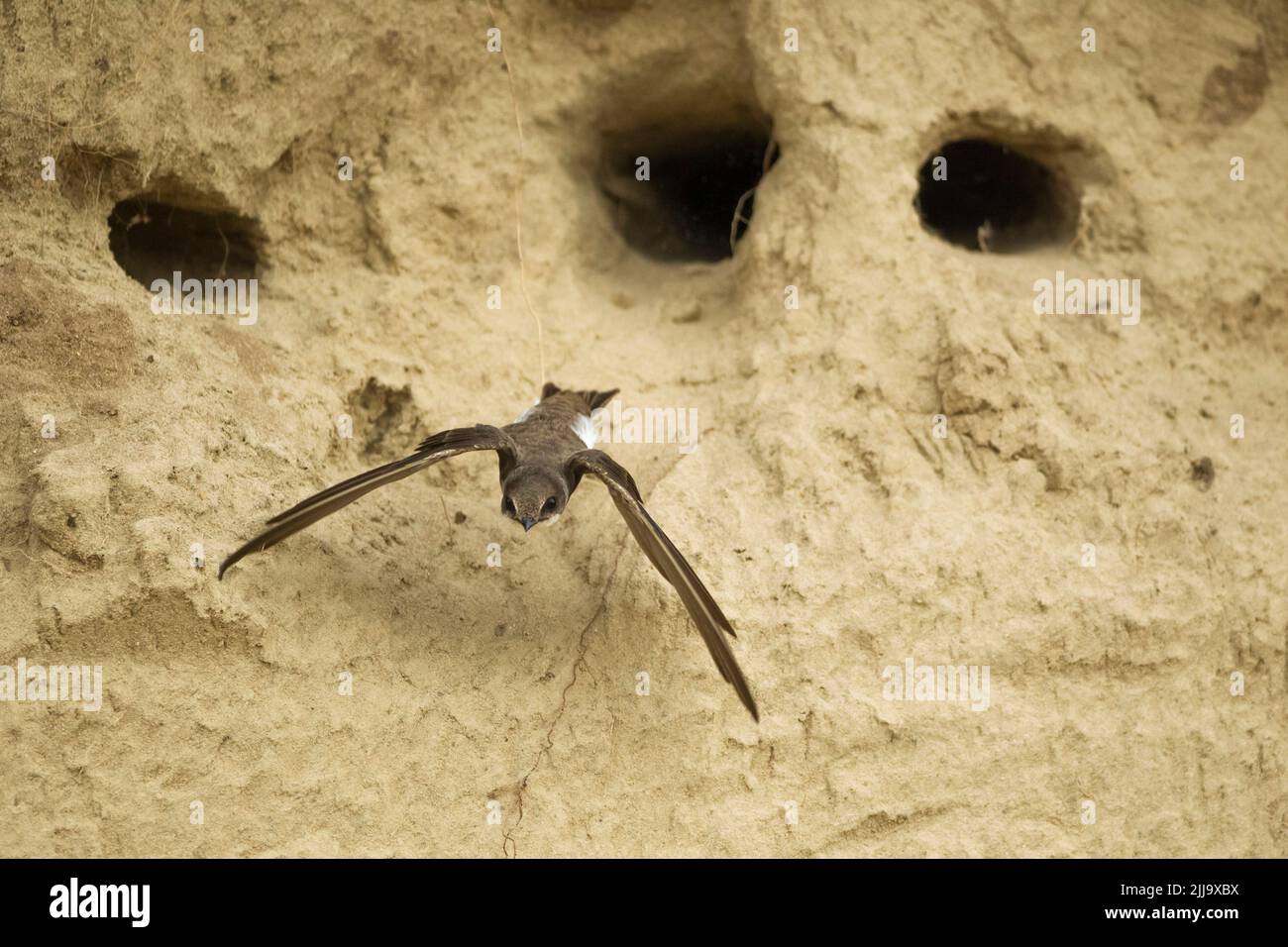 Common sand martin Riparia riparia, adult, leaving nesting hole in sand ...