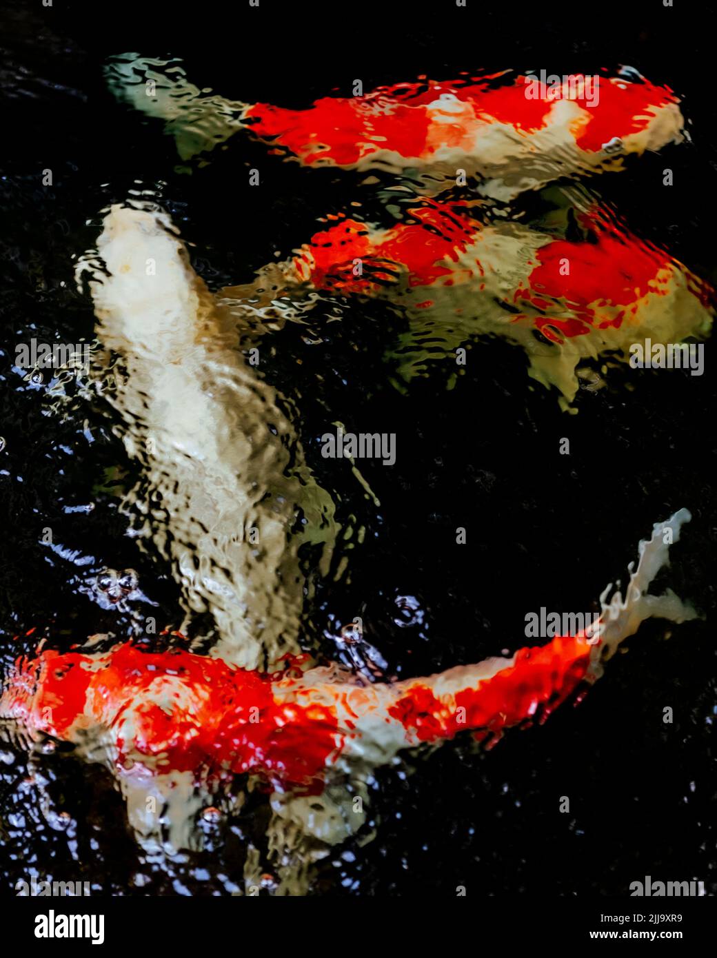 A vertical shot of decorative Koi fish swimming in water Stock Photo ...