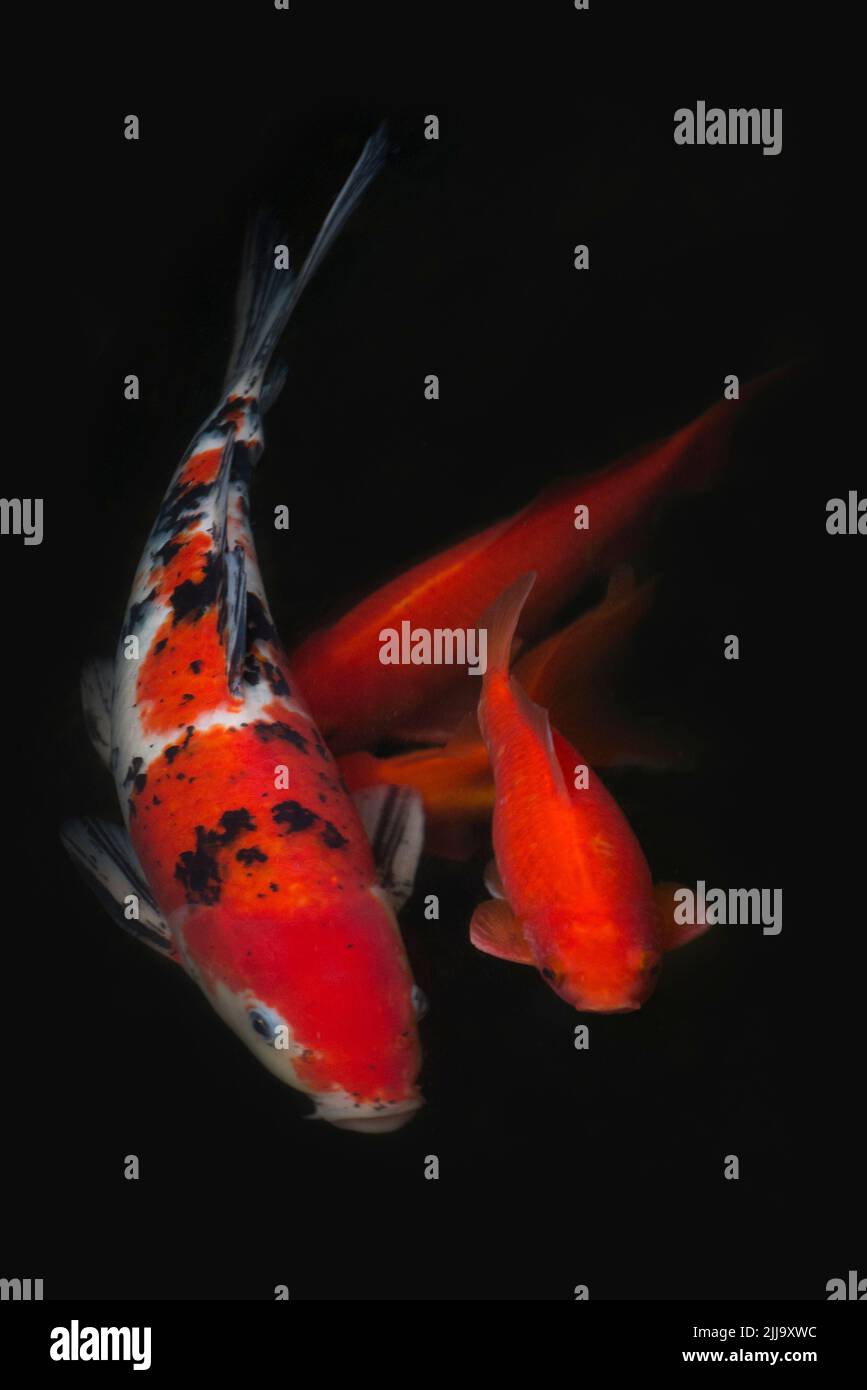 A vertical shot of a dotted and a small Koi fish swimming in water in ...