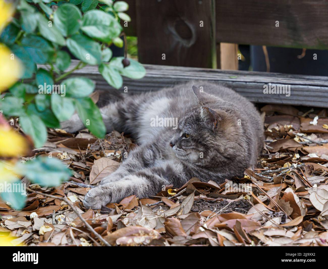 A beautiful gray striped cat lies among the dry leaves in botanical ...