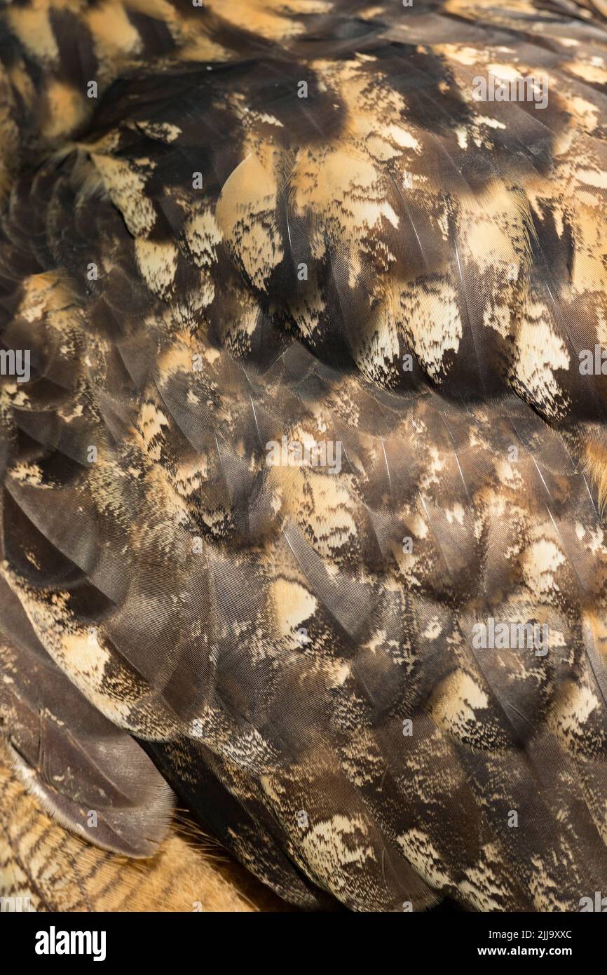 Eurasian eagle owl Bubo bubo (captive), female profile, Hawk ...