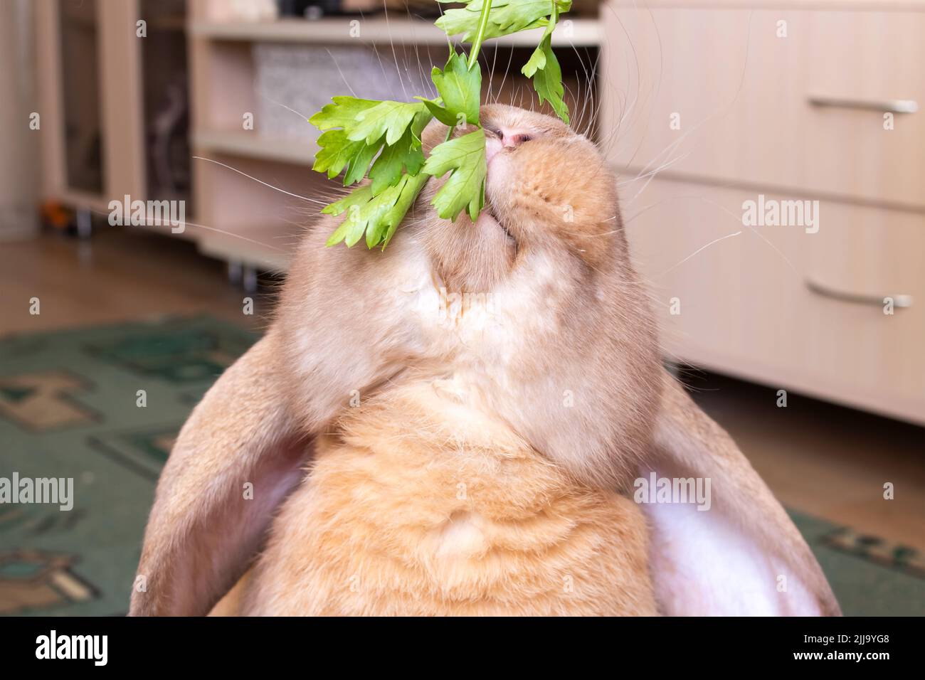 White rabbit eats green grass hi-res stock photography and images - Alamy