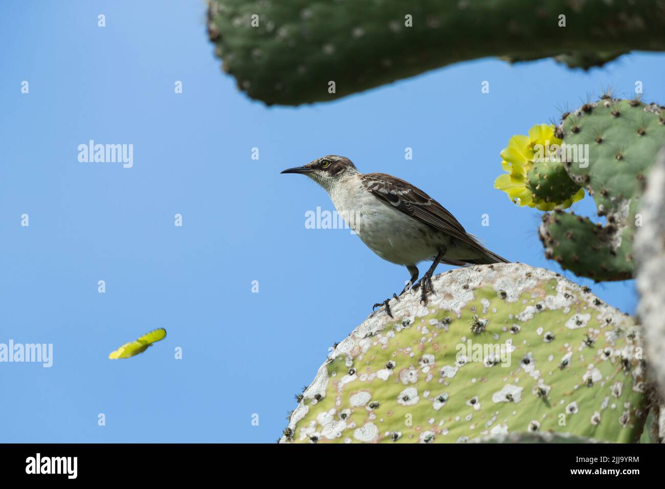 Galápagos mockingbird Mimus parvulus, adult, perched on cactus, Charles ...