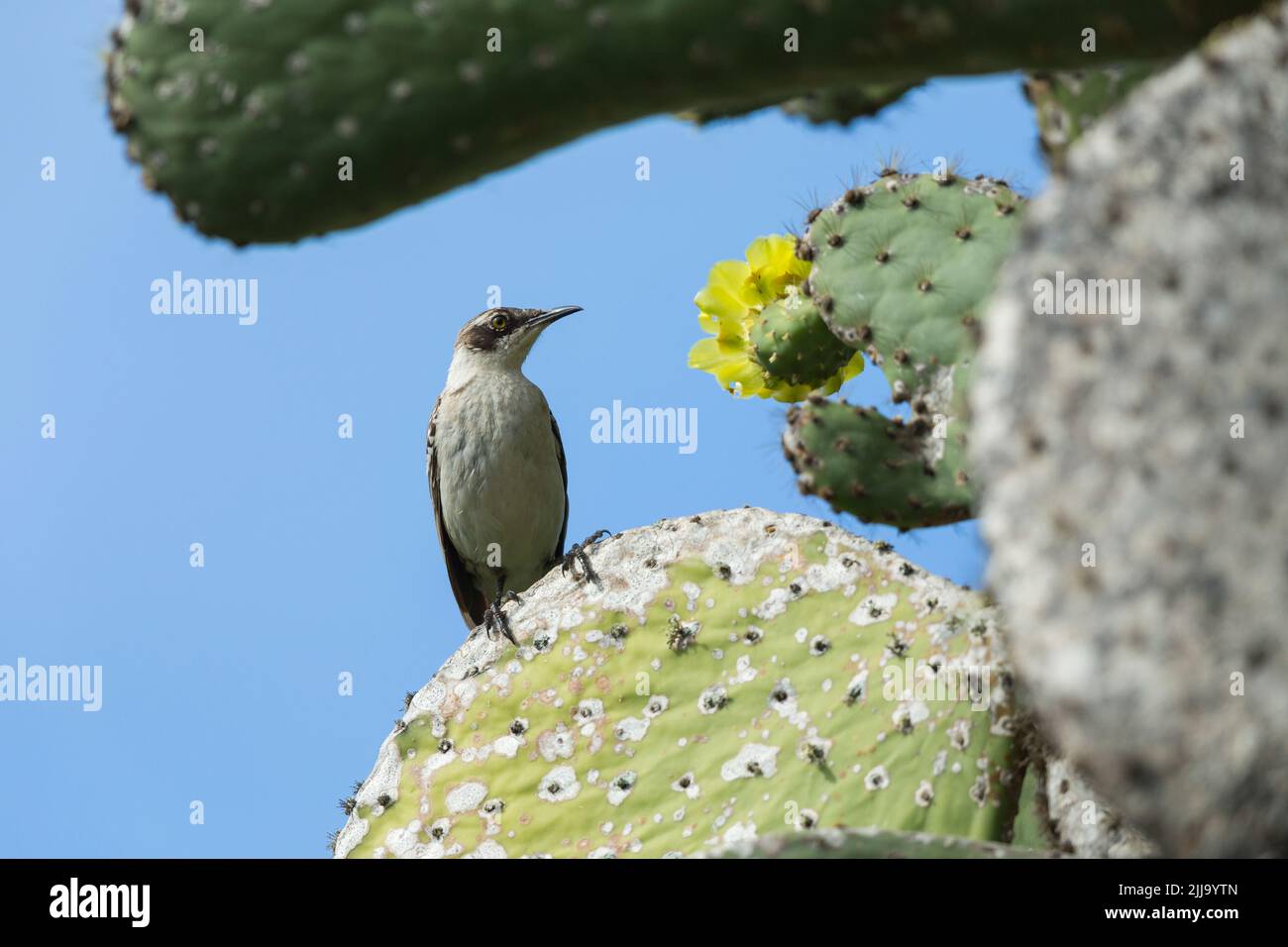 Galápagos mockingbird Mimus parvulus, adult, perched on cactus, Charles ...