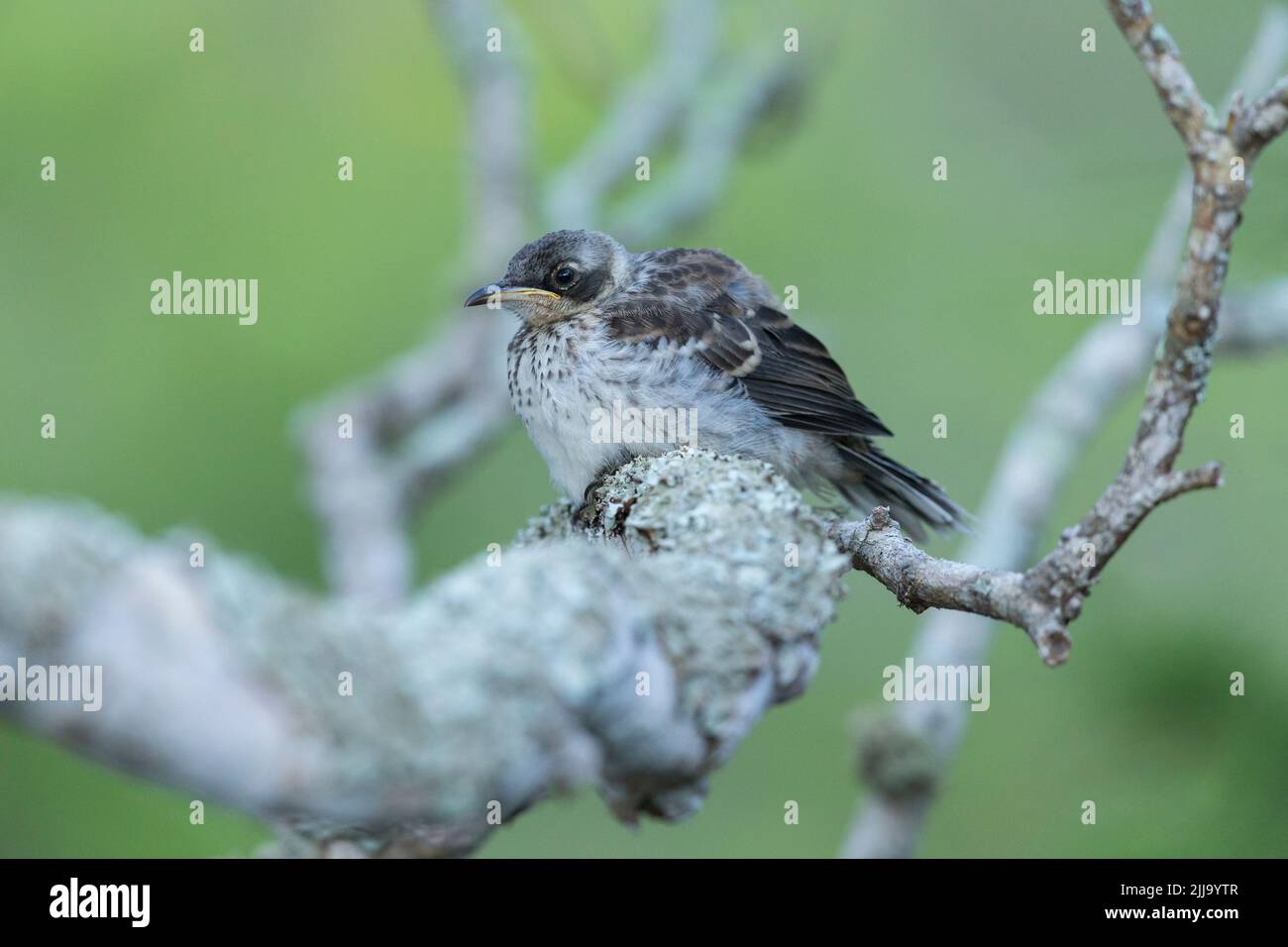 Galápagos mockingbird Mimus parvulus, chick, resting on branch, Charles ...