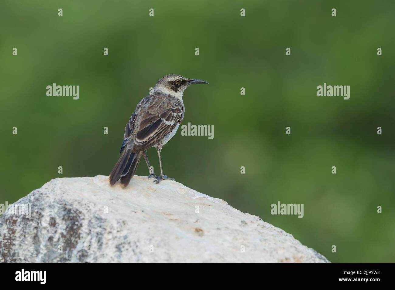 Galápagos mockingbird Mimus parvulus, adult, perched on rock, El ...