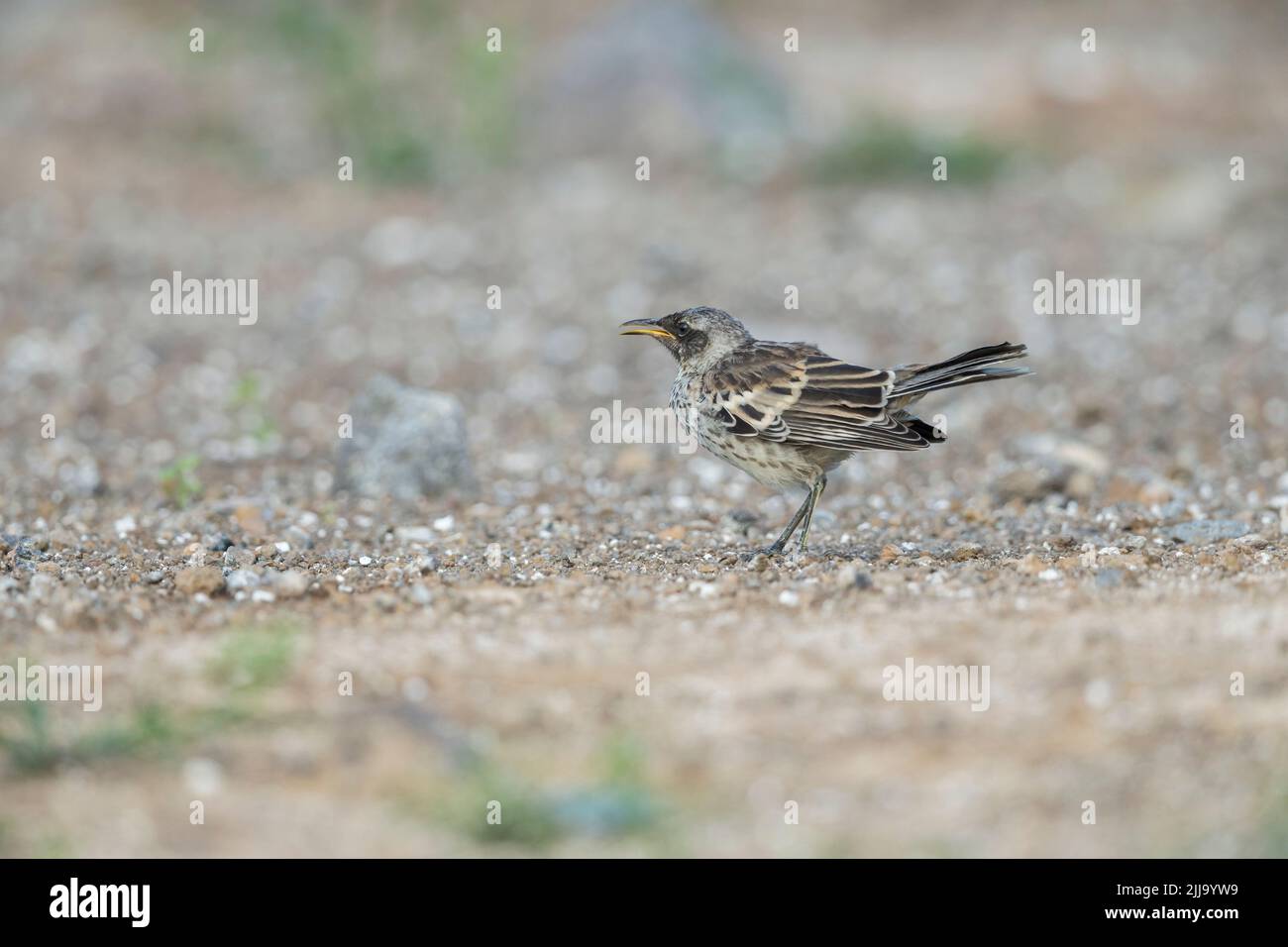 Galápagos mockingbird Mimus parvulus, juvenile, El Barranco, Prince ...