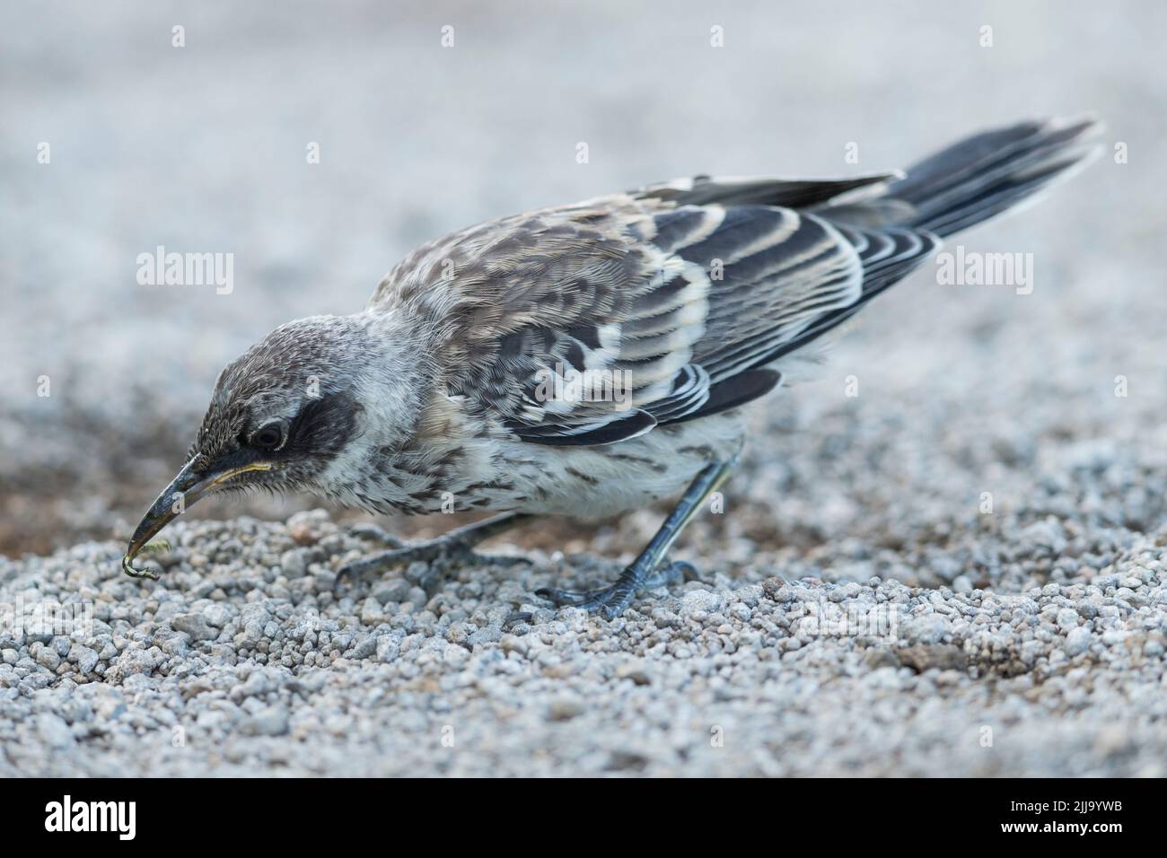 Galápagos mockingbird Mimus parvulus, juvenile, El Barranco, Prince ...