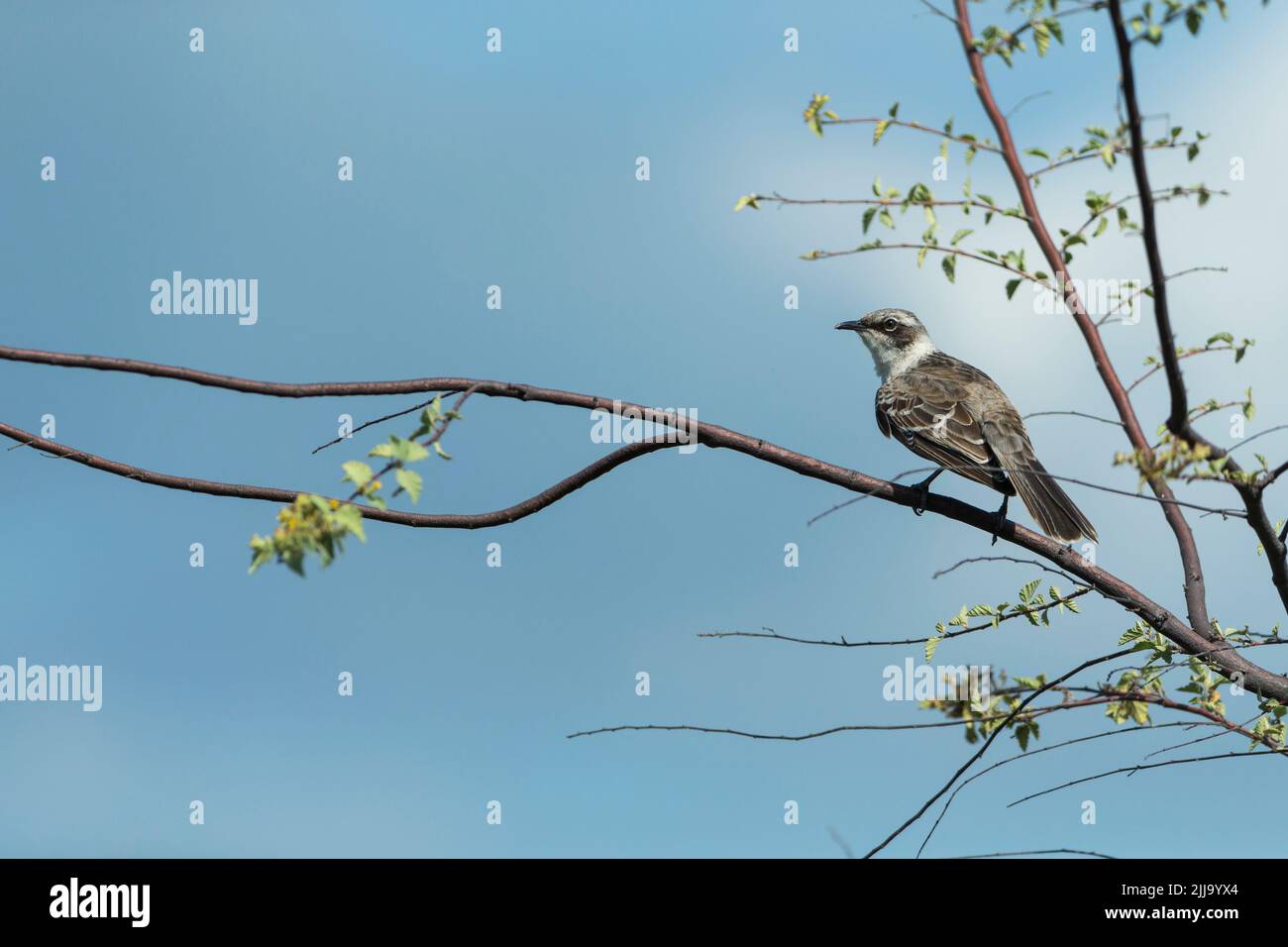 Galápagos mockingbird Mimus parvulus, adult, perched in tree, Urbina ...