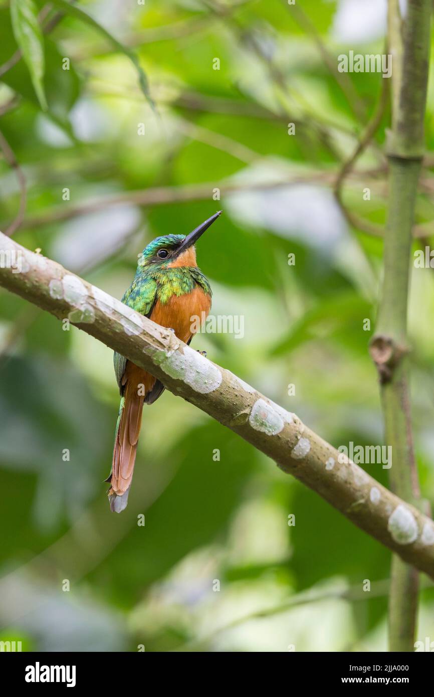 Green-tailed jacamar Galbula galbula, adult female, perched in tree ...