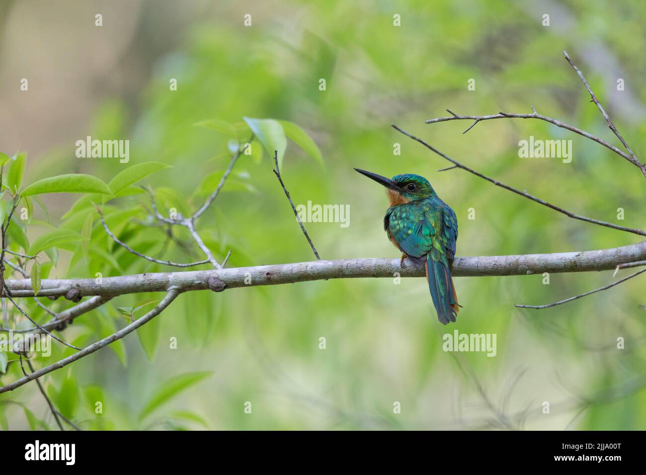 Green-tailed jacamar Galbula galbula, adult female, perched in tree ...