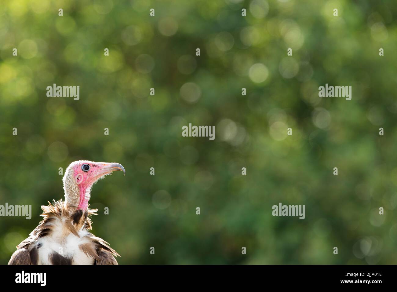 Hooded vulture Necrosyrtes monachus (captive), head profile, Hawk ...
