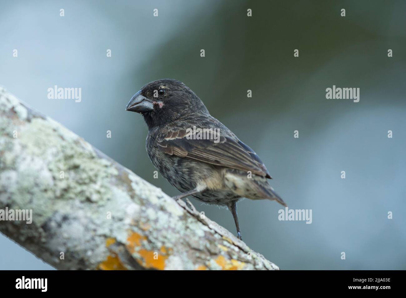 Large ground finch Geospiza magnirostris, adult female, Charles Darwin ...