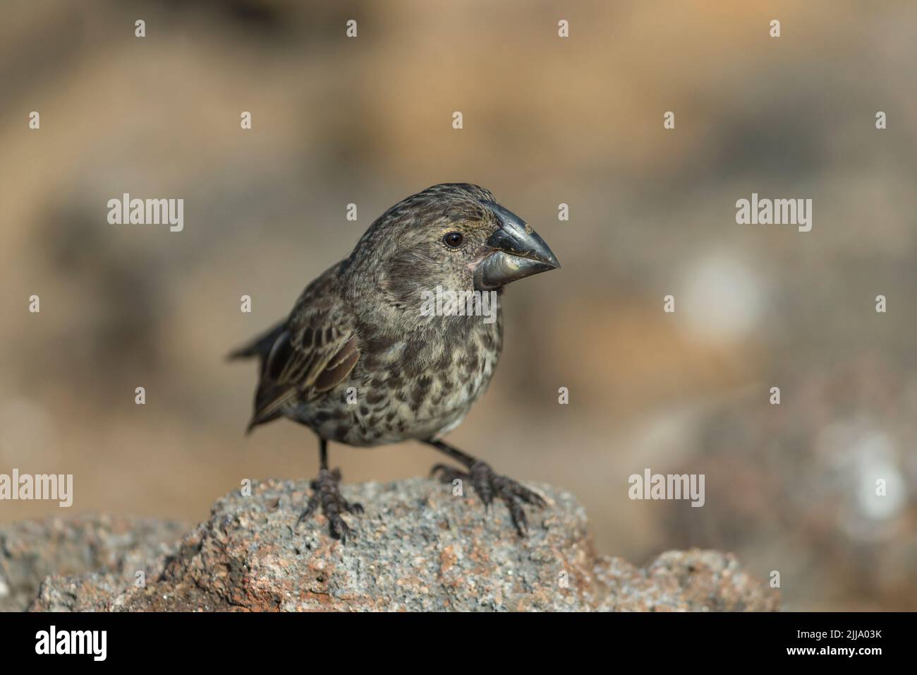 Large ground finch Geospiza magnirostris, adult female, perched on rock ...
