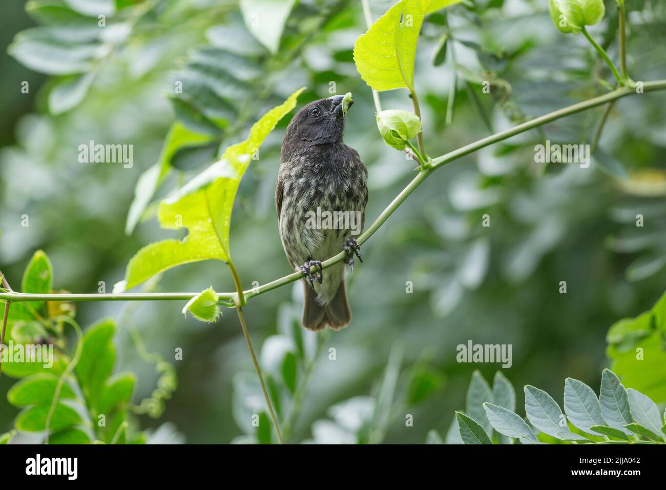 Large tree finch Camarhynchis psittacula, adult male, Floreana ...