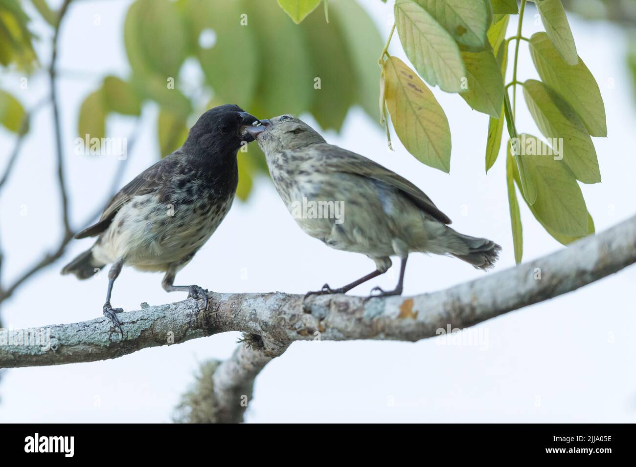 Large tree finch Camarhynchis psittacula, adult male, feeding chick ...
