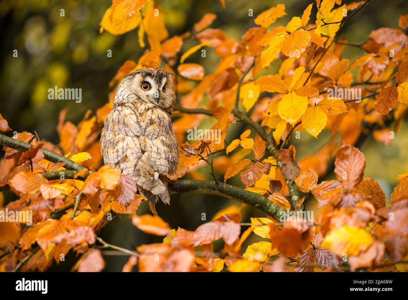 Male long eared owls hi-res stock photography and images - Alamy
