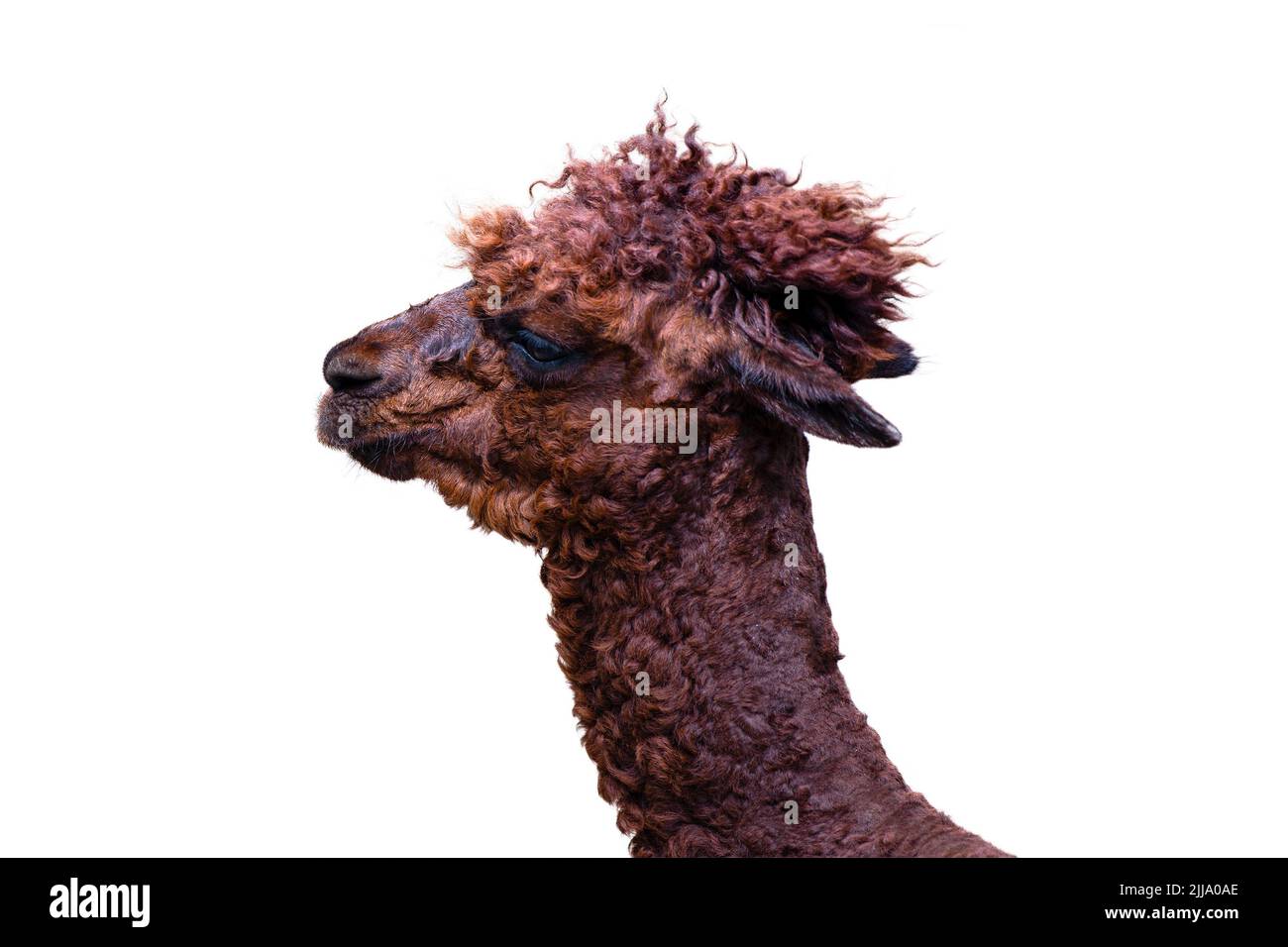 Close-up of an alpaca isolated on a white background. Head of a brown ...