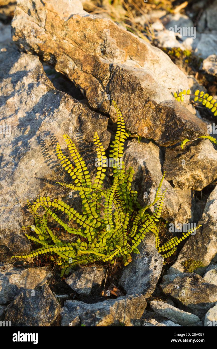 Whitbarrow scar hi-res stock photography and images - Alamy