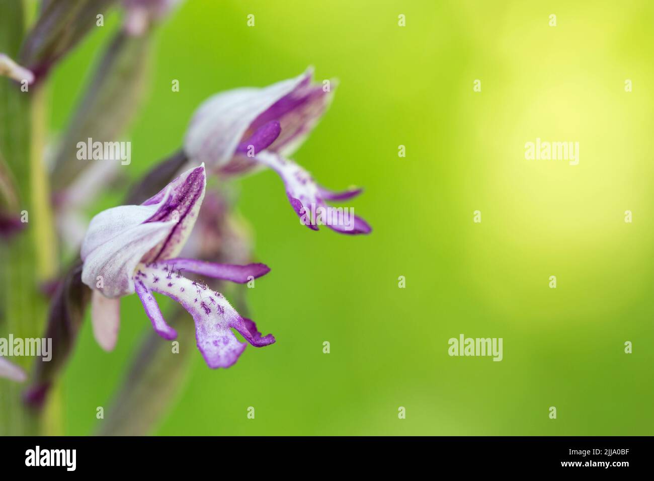Military orchid Orchis militaris, single spike in flower, Homefield ...