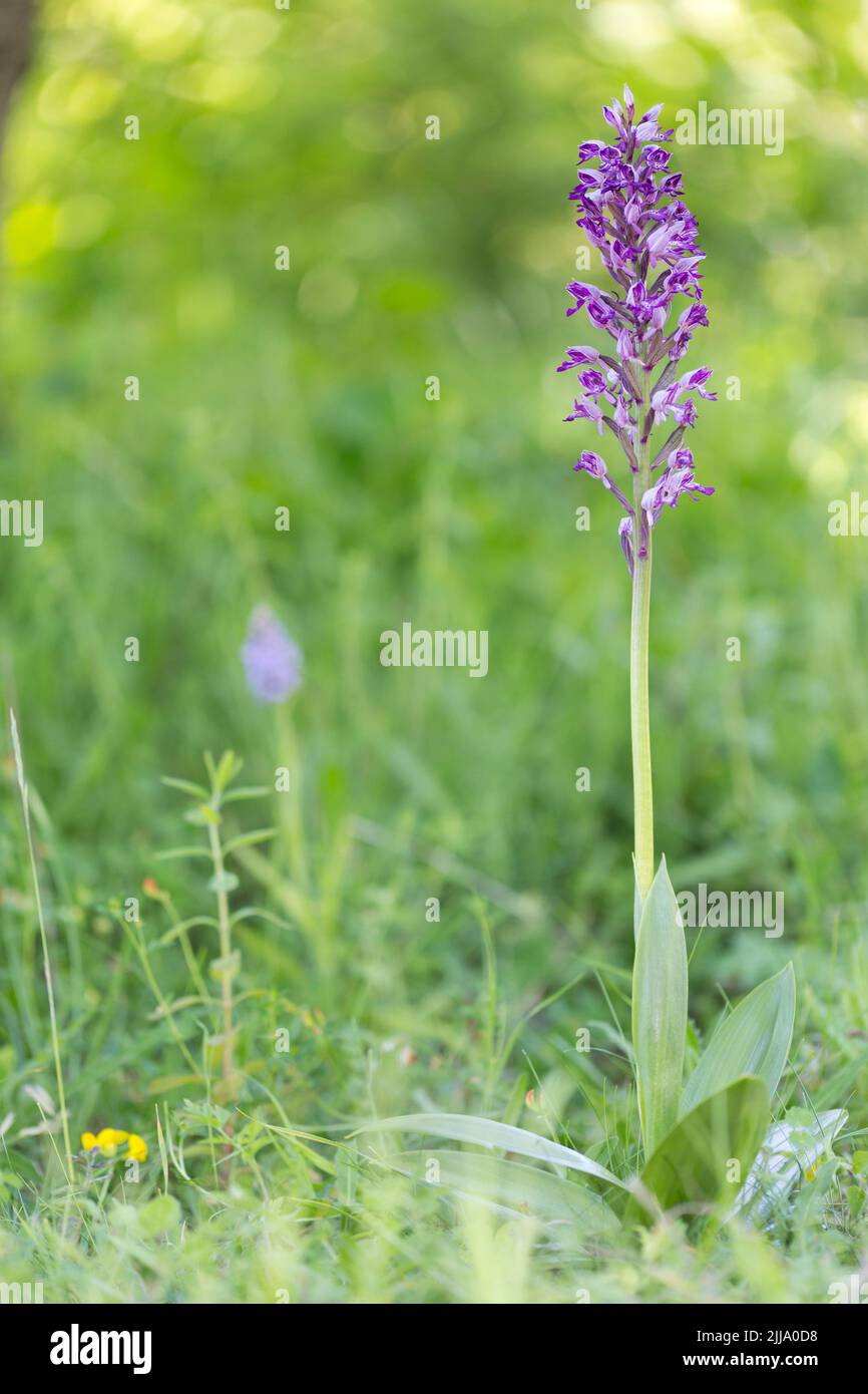 Military orchid Orchis militaris, single spike in flower, Homefield ...