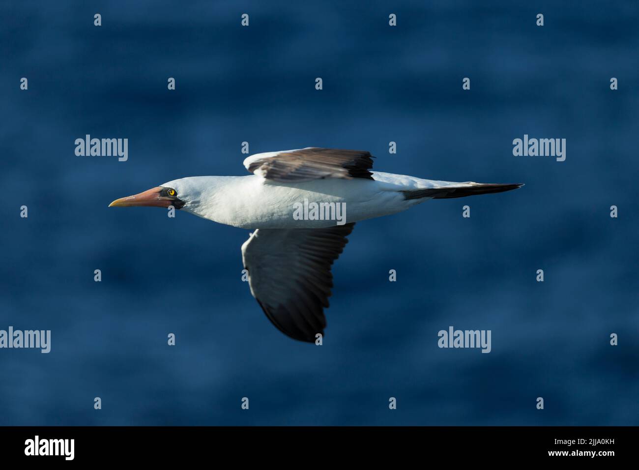 Nazca booby Sula granti, adult, in flight against dark blue ocean ...