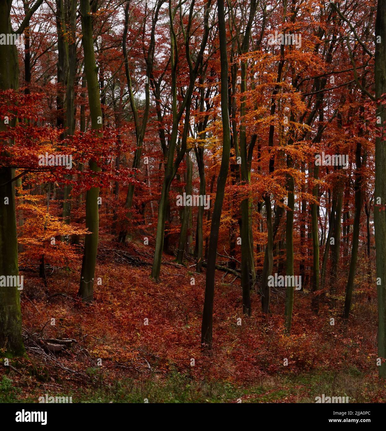 Beautiful skinny trees with colorful orange, yellow and red leaves on a ...