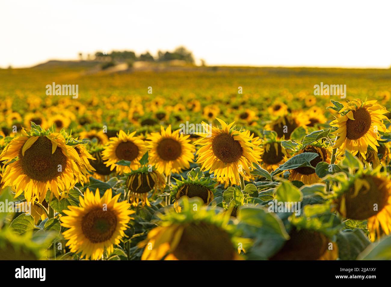 sunflower field in summer Stock Photo - Alamy