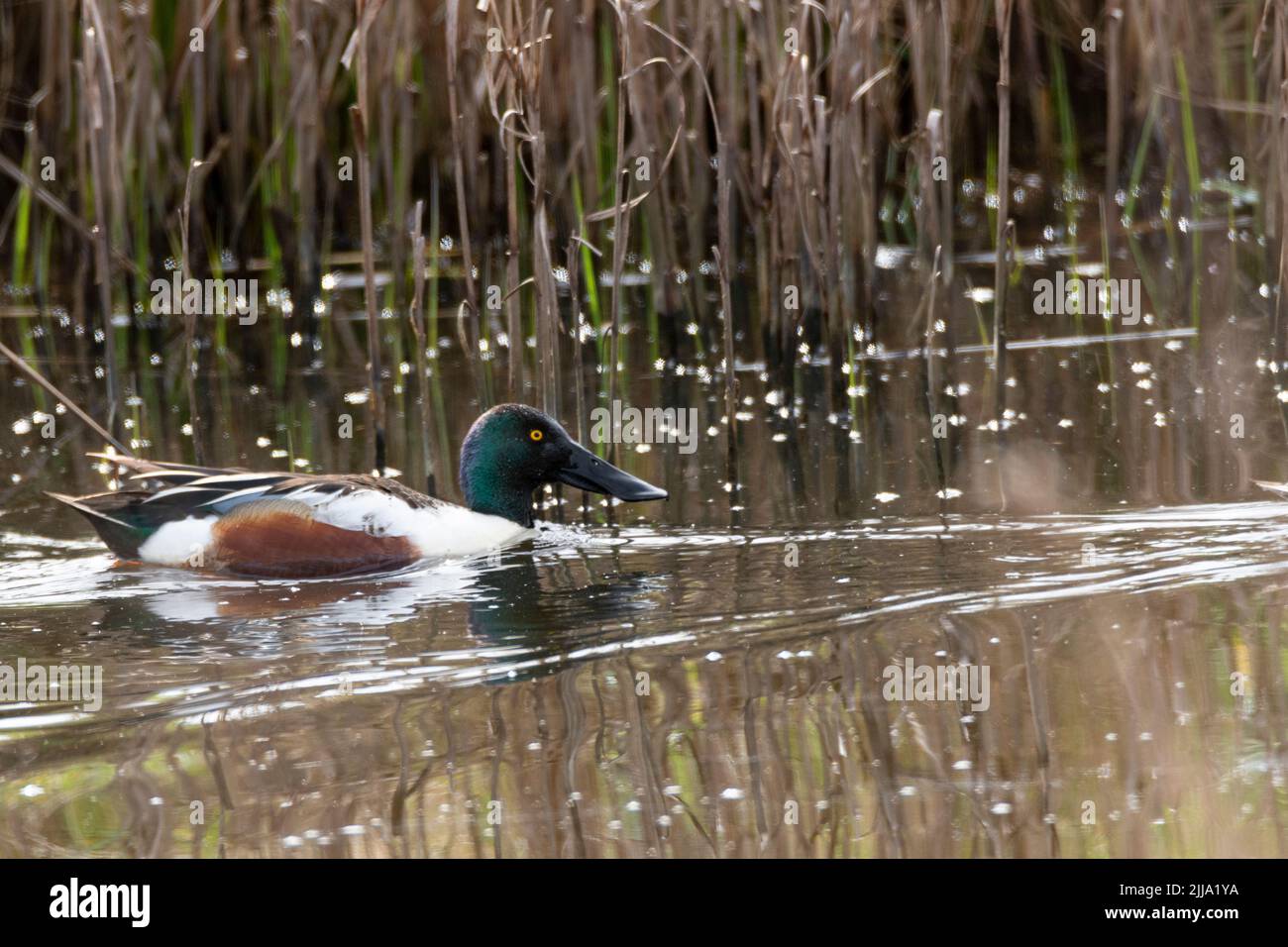 Pato patito hi-res stock photography and images - Alamy