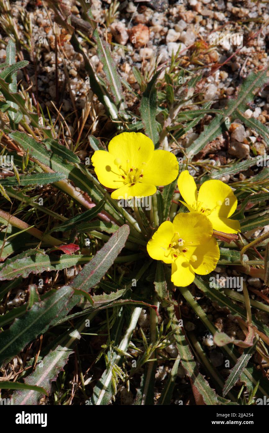 Yellow flowering racemose subpedicellate spike inflorescence of ...