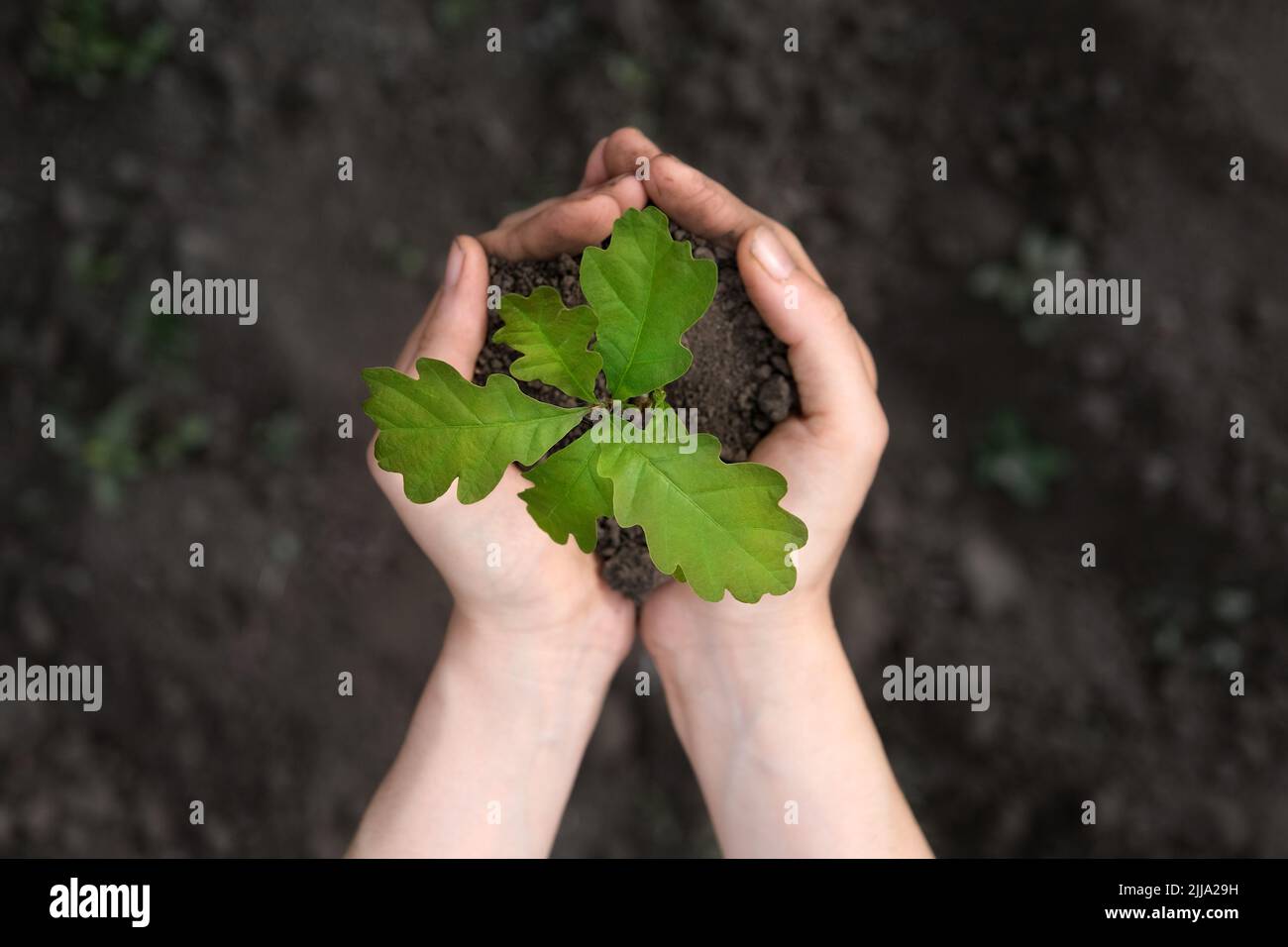 Close up top view on the palms holding oak sapling. Plant in the hands ... Close up top view on the palms holding oak sapling. Plant in the hands ...
