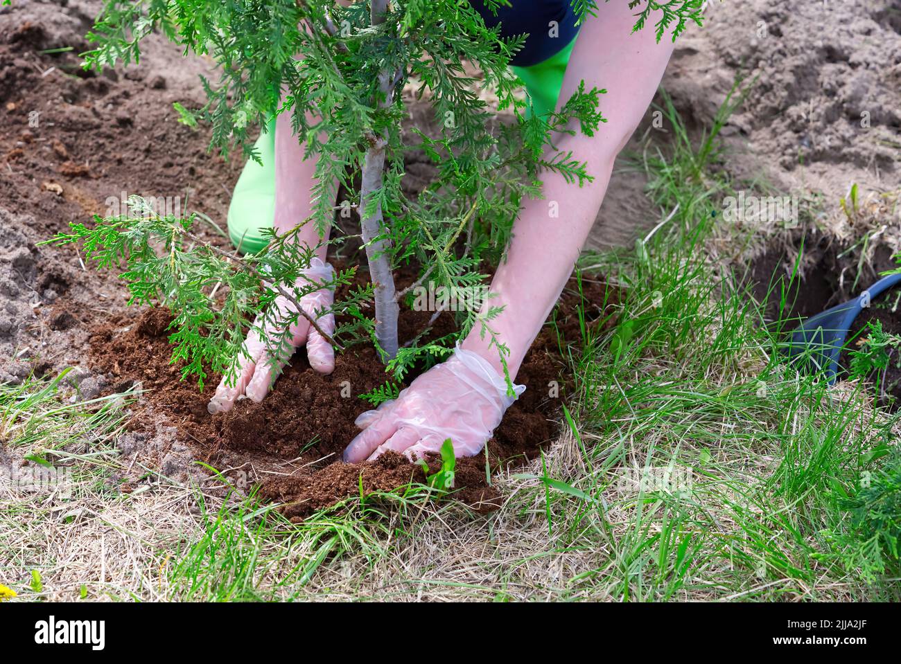 Gardener planting juniper plants in the garden. Seasonal works in the ...