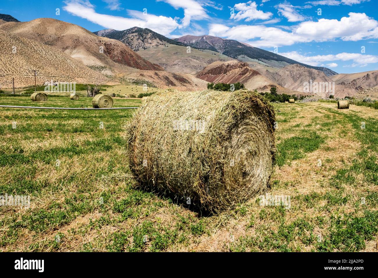 Rolls of Hay in the field where they were harvested Stock Photo - Alamy