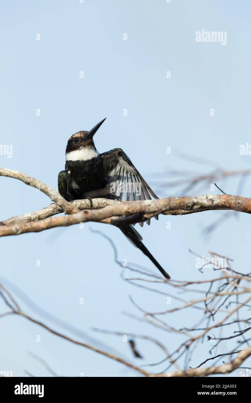 Paradise jacamar Galbula dea, adult, perched in tree & wing-stretching ...