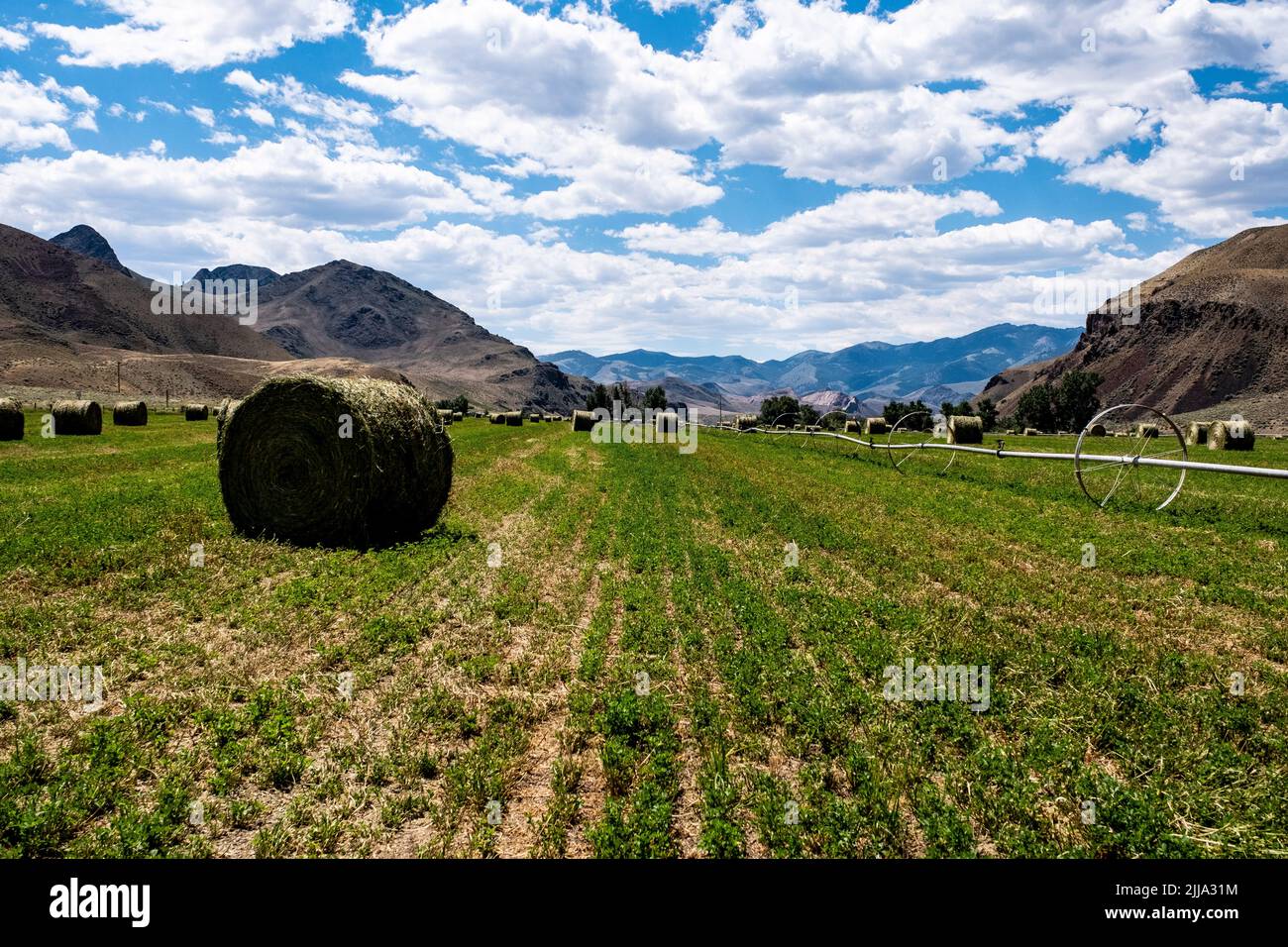 Rolls of Hay in the field where they were harvested Stock Photo - Alamy
