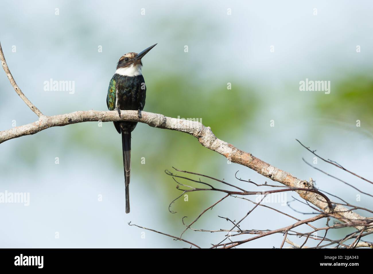 Paradise jacamar Galbula dea, adult, perched in tree, Colombia, March ...