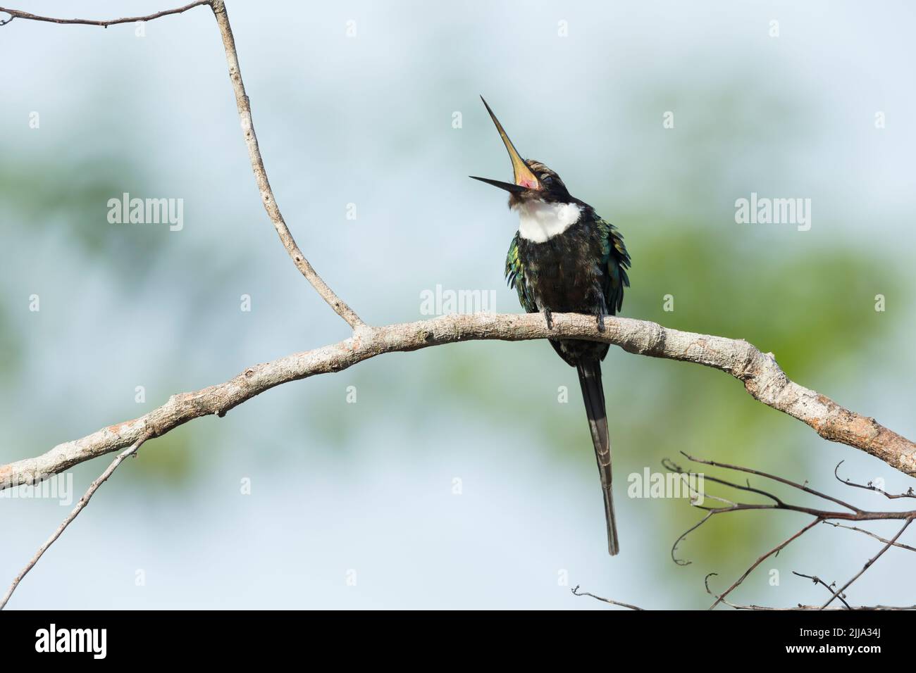Paradise jacamar Galbula dea, adult, perched in tree & yawning ...