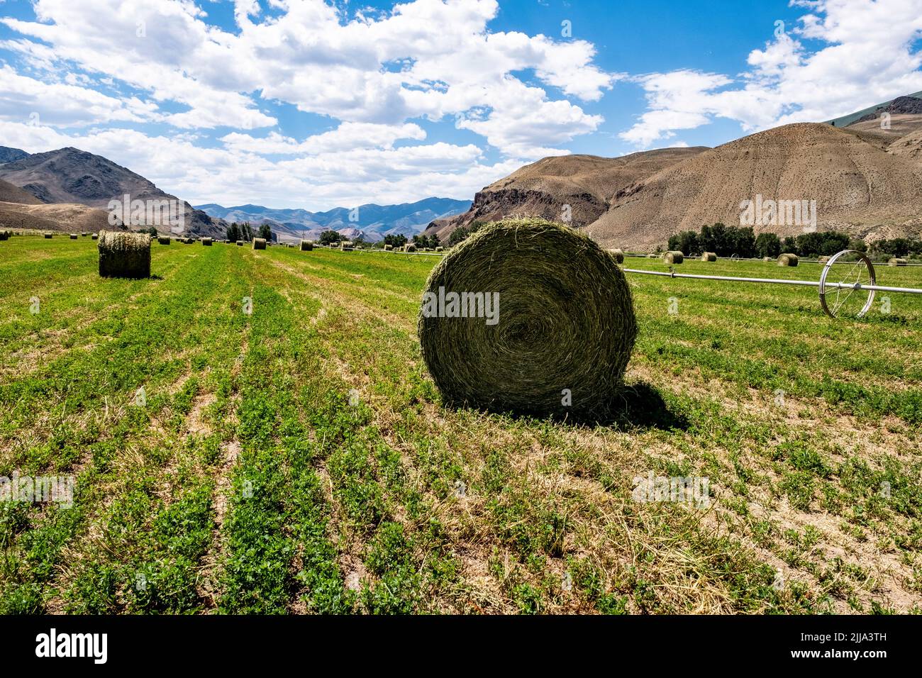 Rolls of Hay in the field where they were harvested Stock Photo - Alamy