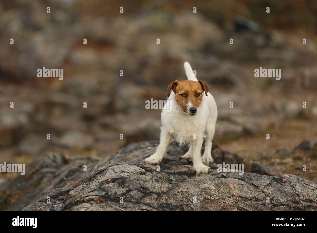 Jack Russell Terrier sit on the stone in autumn forest. JRT are energic ...