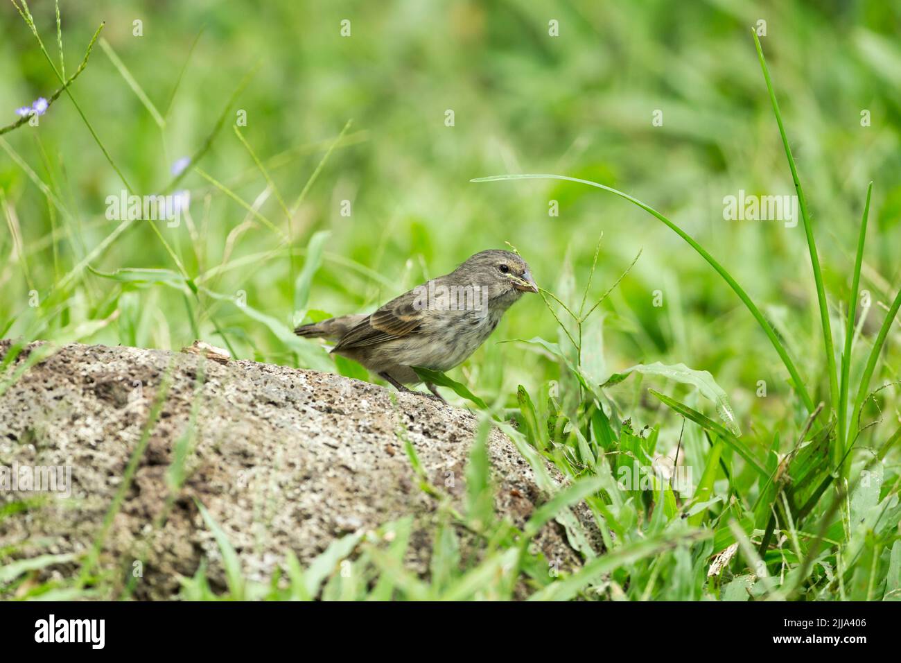 Small ground finch Geospiza fuliginosa, adult female, feeding on ...