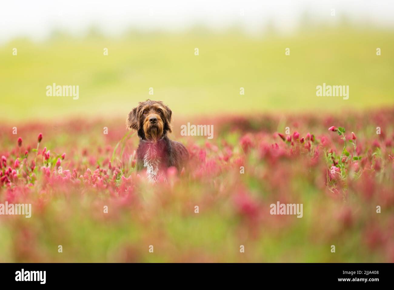 Rough-coated Bohemian Pointer is breed of versatile dog. Dog looking ...